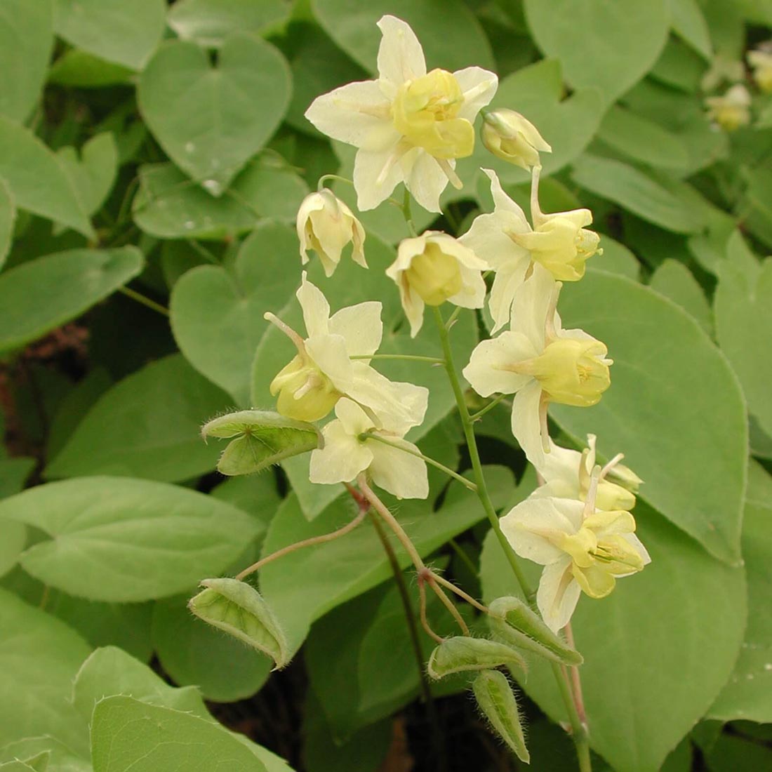 Epimedium 'Sulphureum' Barrenwort | Rare Roots