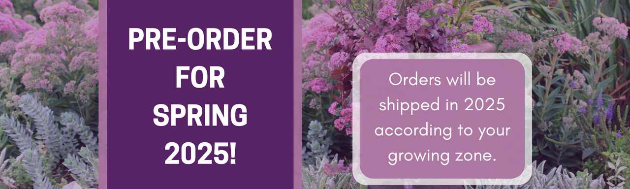 Exceptional Perennial Plants for Sale Online | Rare Roots