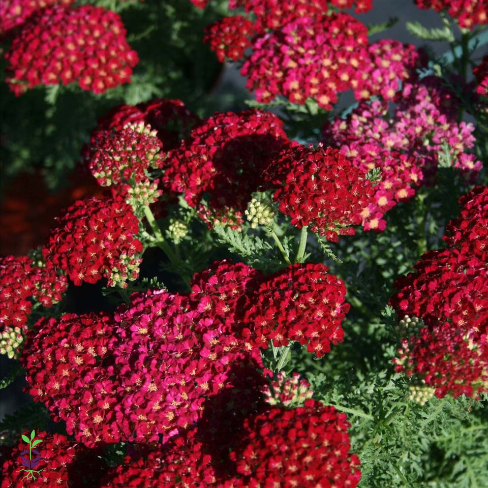 Achillea New Vintage Red Yarrow for Sale | Rare Roots