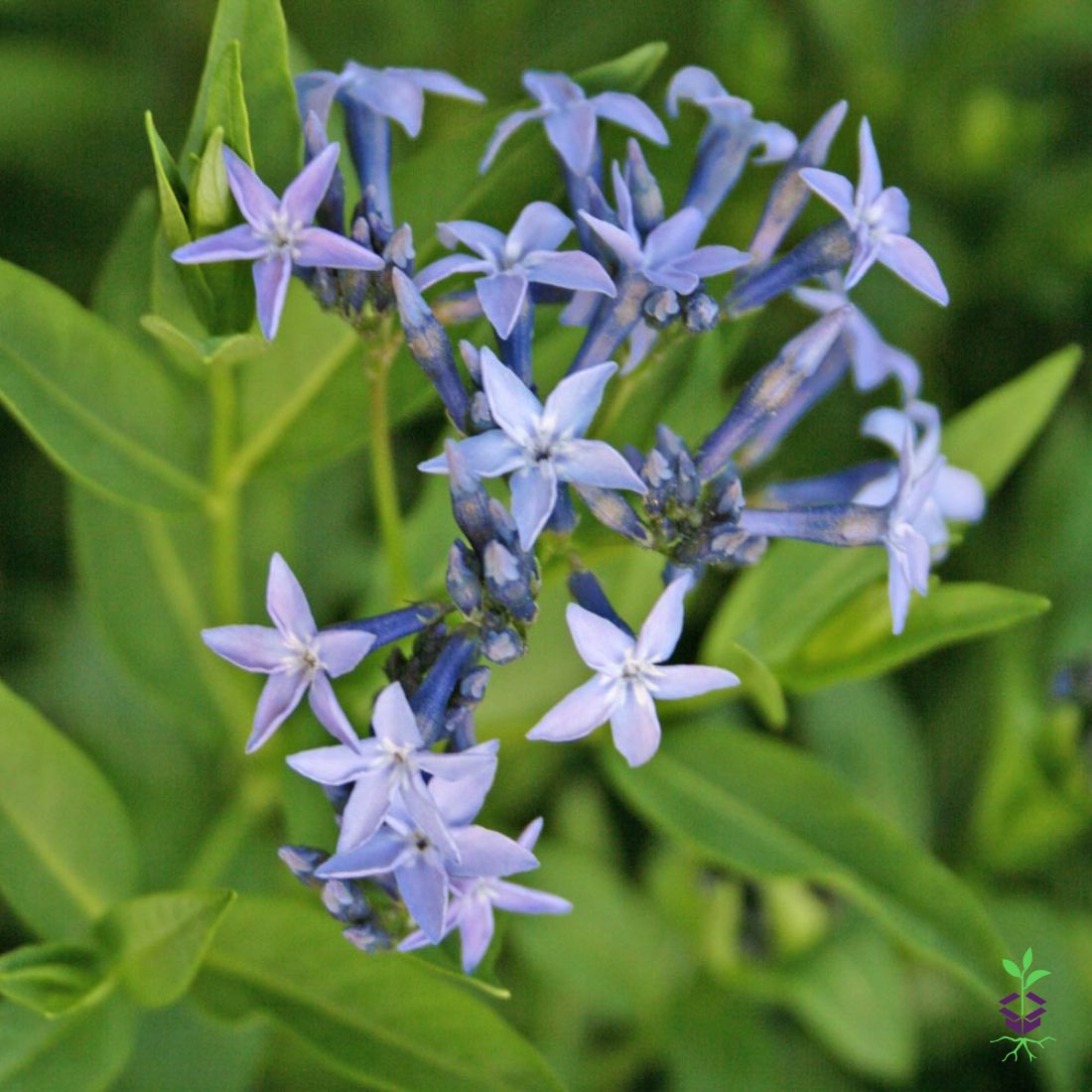 Amsonia Blue Ice Blue Star for Sale | Rare Roots