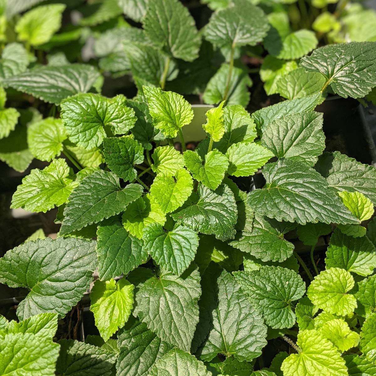 Campanula punctata 'Milky Way' Bellflower | Rare Roots