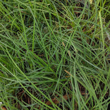 Carex woodii Wood's Sedge | Rare Roots