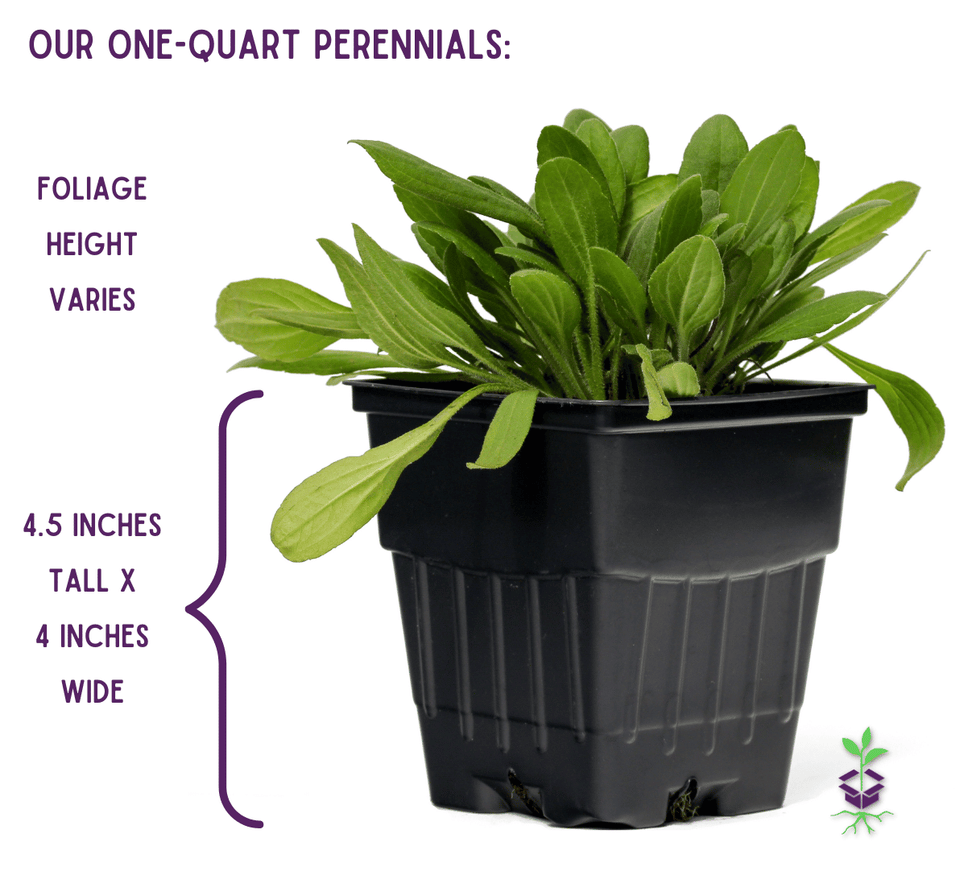 Exceptional Perennial Plants for Sale Online | Rare Roots