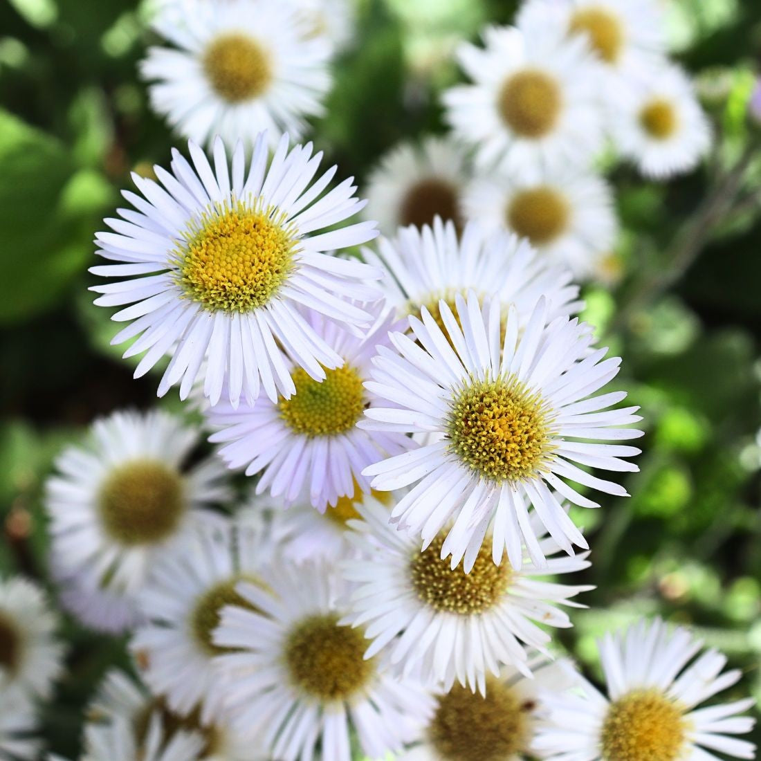 Erigeron pulchellus 'Lynnhaven Carpet' Robin's Plantain