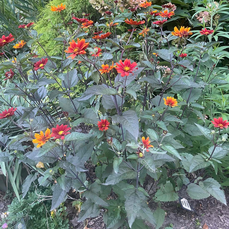 Heliopsis Bleeding Hearts Smooth Ox-Eye for Sale | Rare Roots