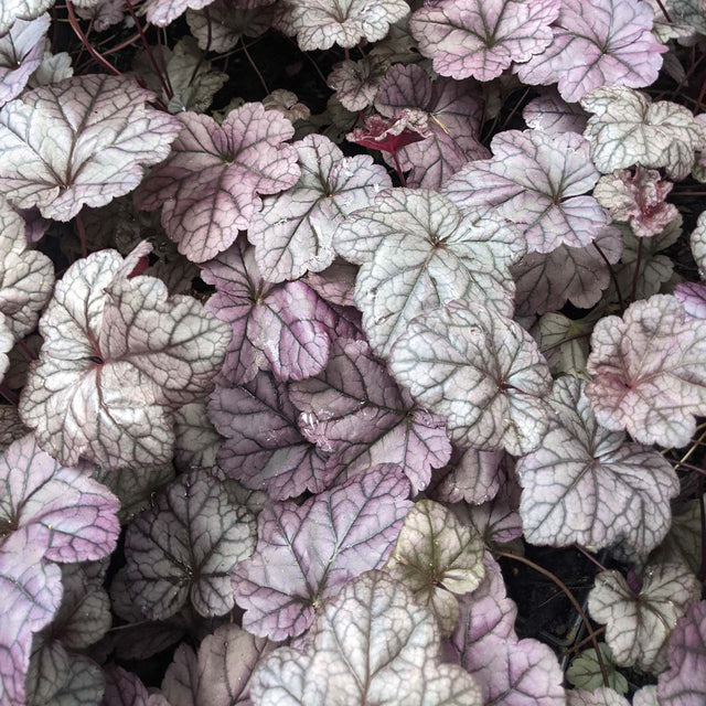 Heuchera 'Wildberry' Coral Bells for sale | Rare Roots