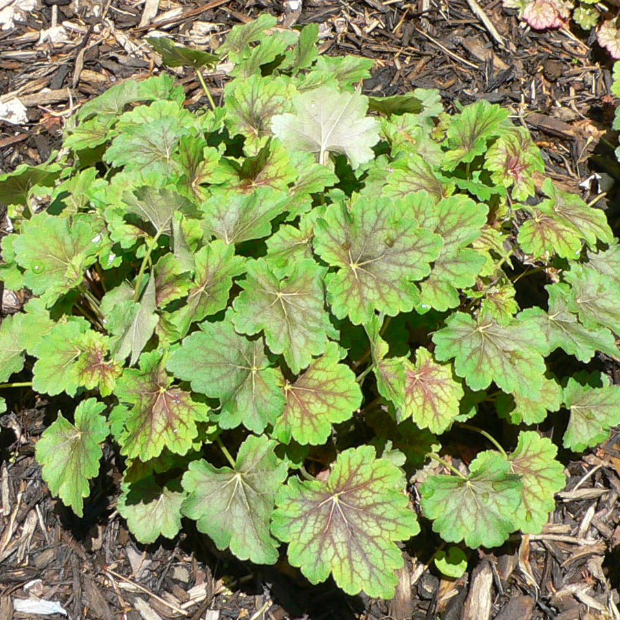 Heuchera Americana Heuchera Americana