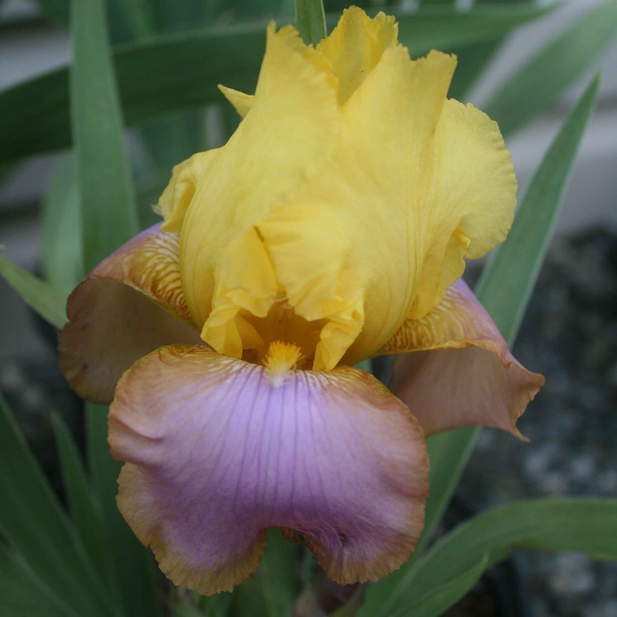 Iris germanica 'Sunset Sky' Bearded Iris