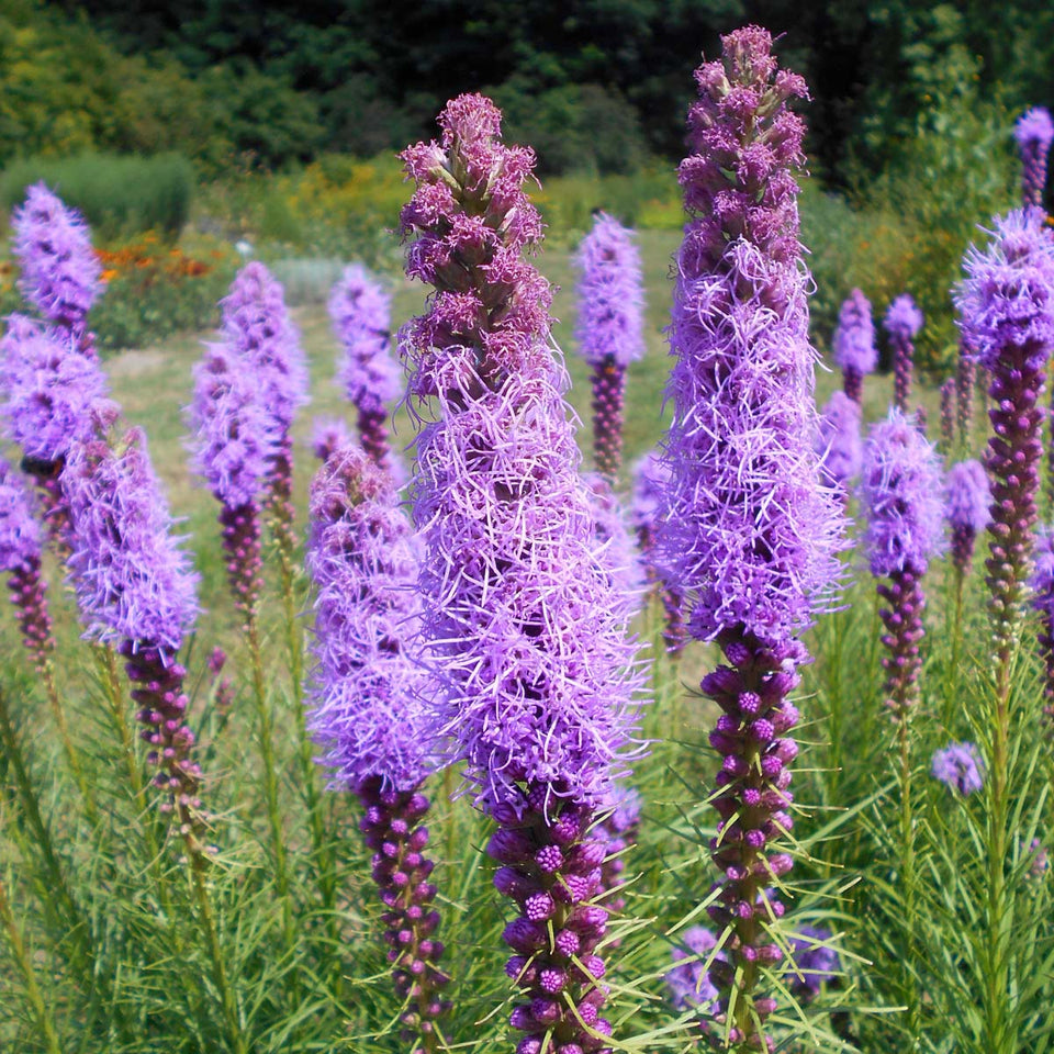Liatris spicata Gayfeather