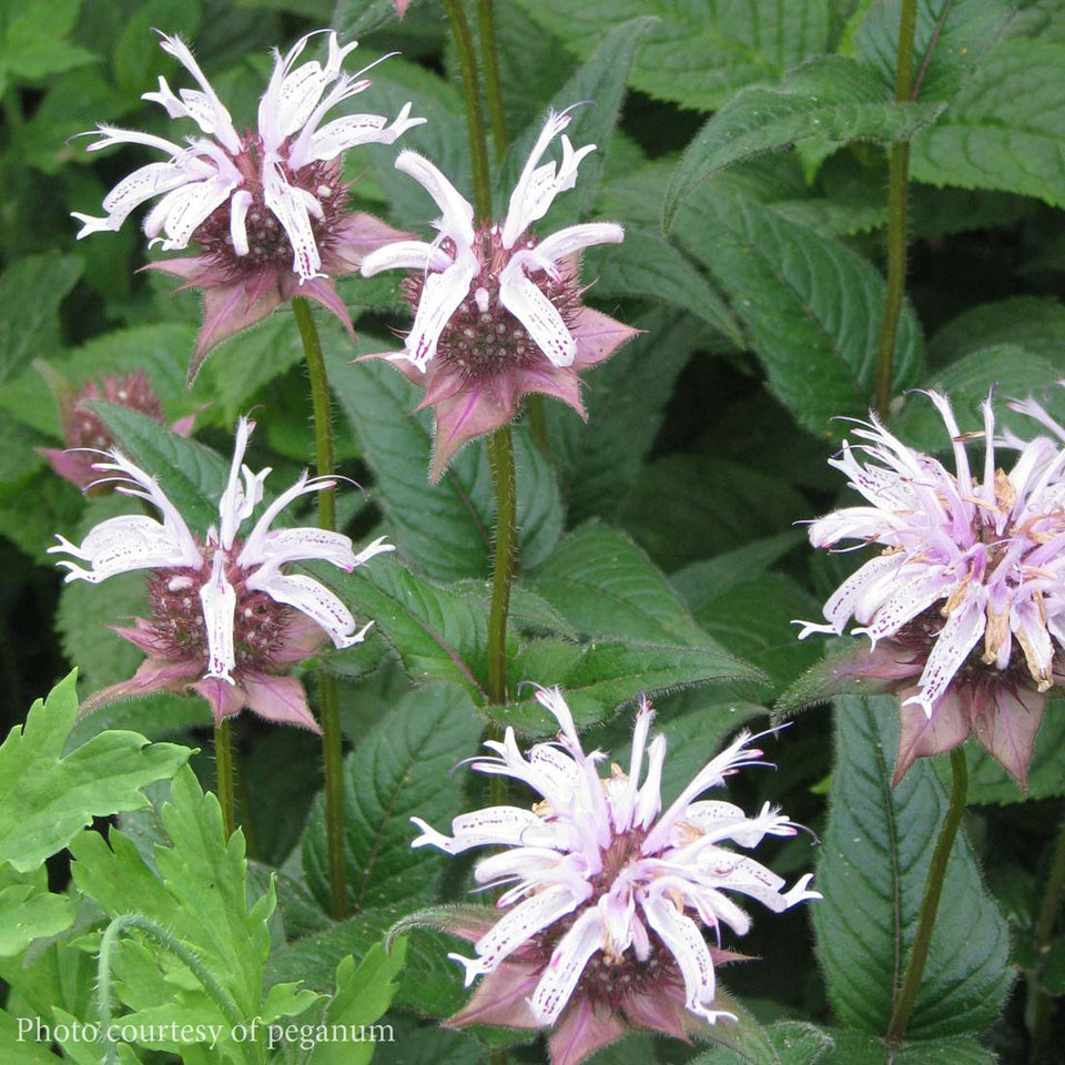 Monarda bradburiana Bee Balm | Rare Roots