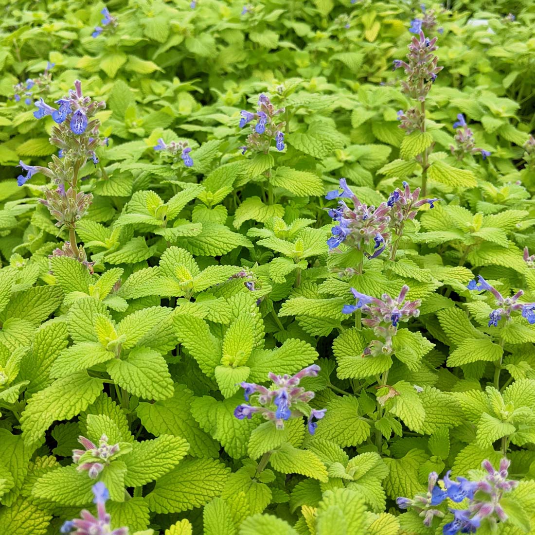 Nepeta 'Chartreuse on the Loose' Catmint ┃ Rare Roots