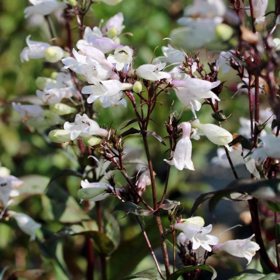 Penstemon 'Onyx and Pearls' Beardtongue for Sale