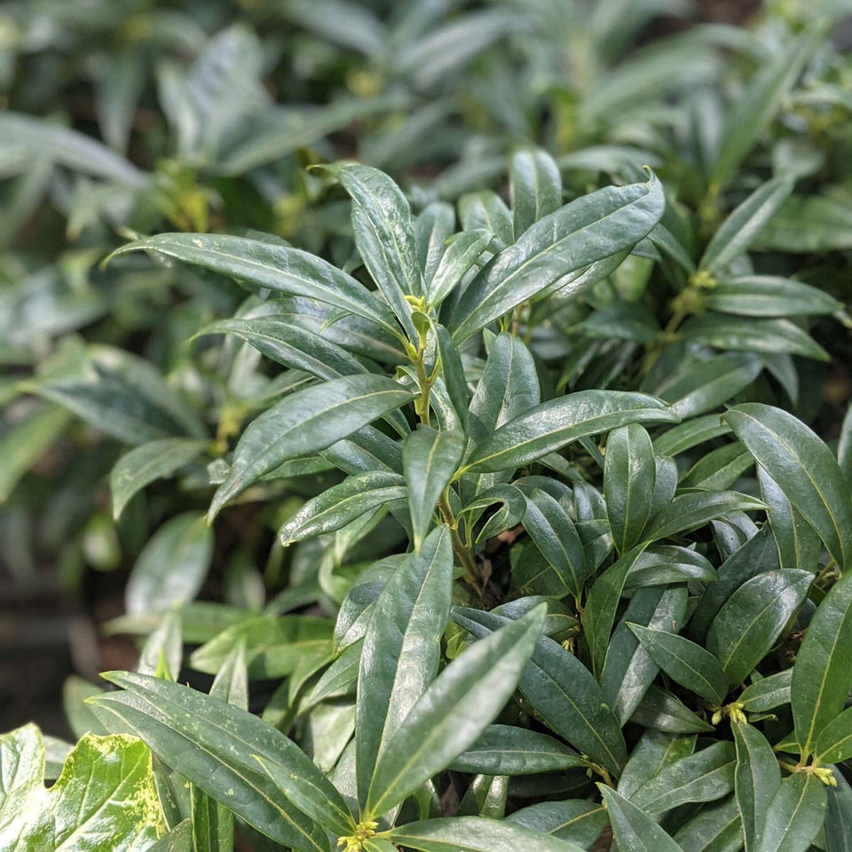 Sarcococca hookerana 'Humilis' Himalayan Sweet Box | Rare Roots