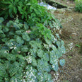 Saxifraga stolonifera Strawberry Geranium for Sale