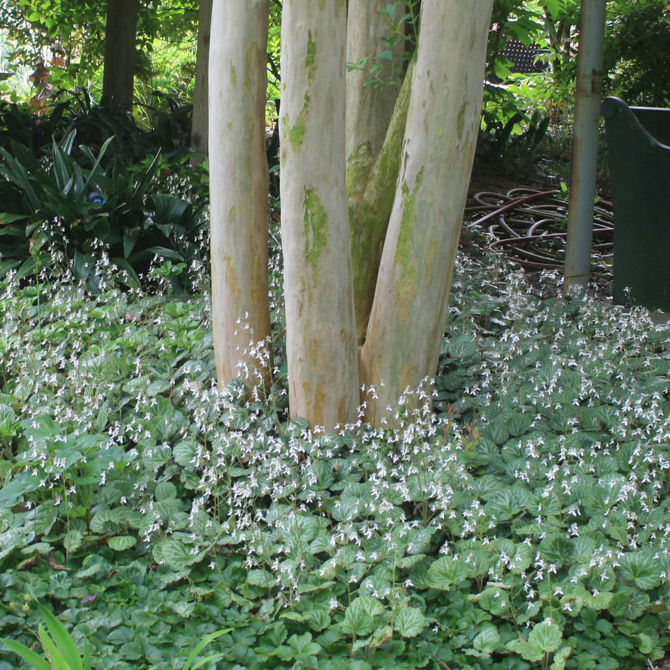 Saxifraga stolonifera Strawberry Geranium for Sale