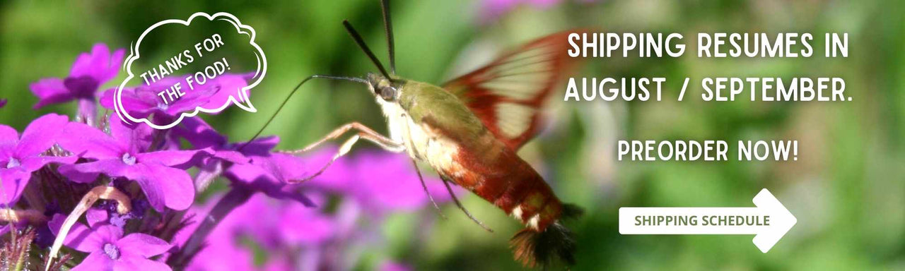 Exceptional Perennial Plants for Sale Online | Rare Roots