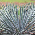 Yucca Excalibur Adam's Needle for Sale | Rare Roots