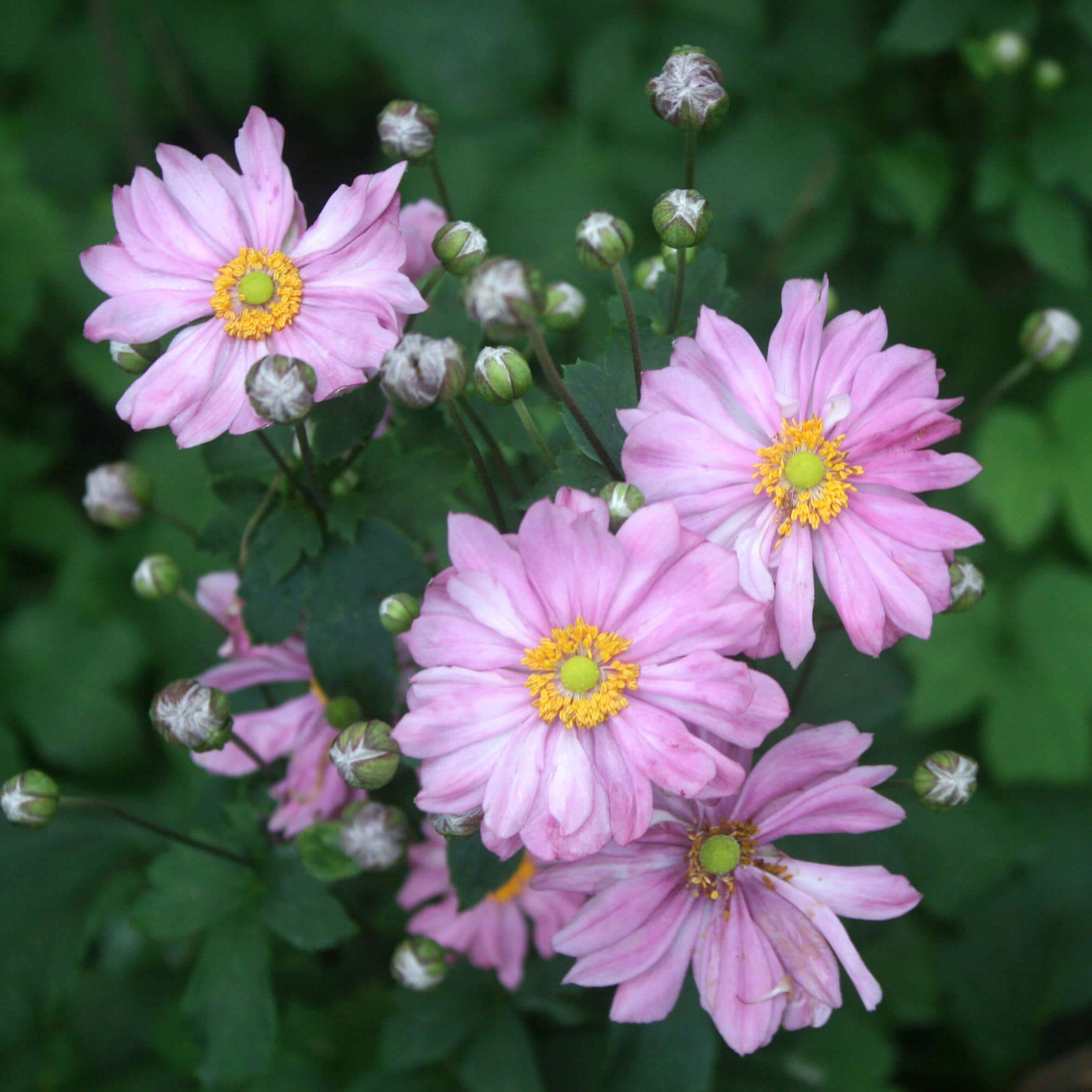 Japanese Anemone Plant