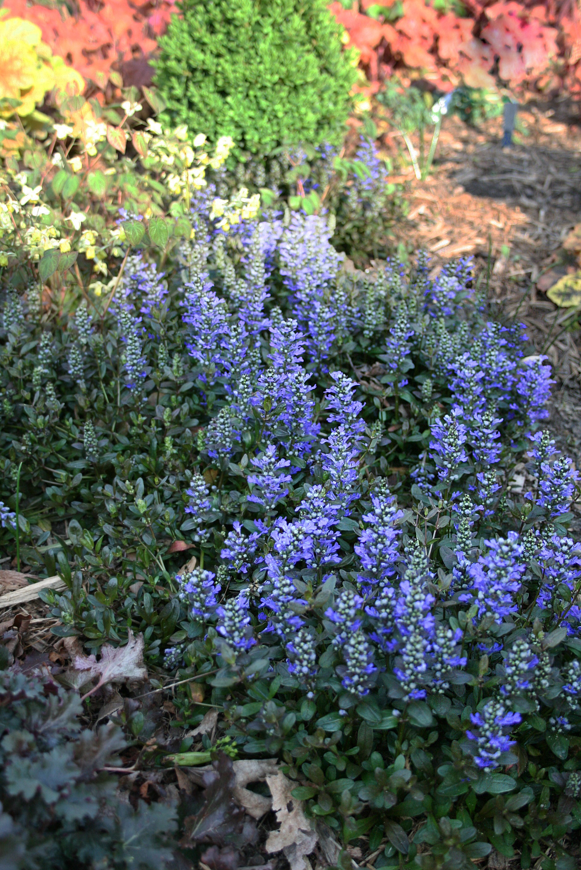Bugleweed