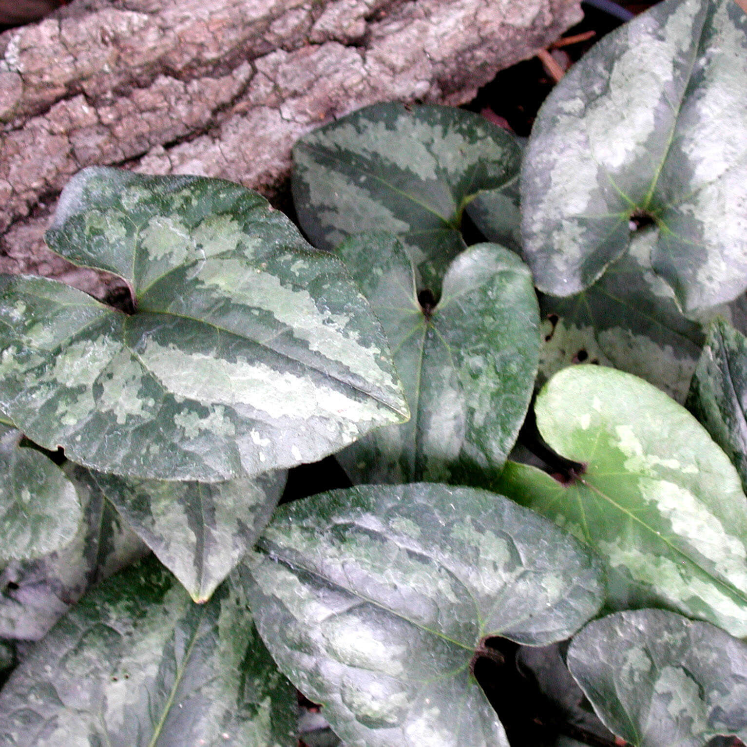 Asarum Quicksilver Chinese Ginger for sale | Rare Roots