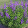 Baptisia minor False Indigo for sale | Rare Roots