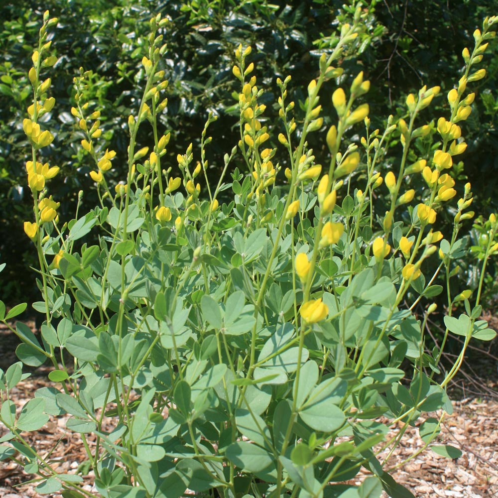 Yellow Baptisia Australis