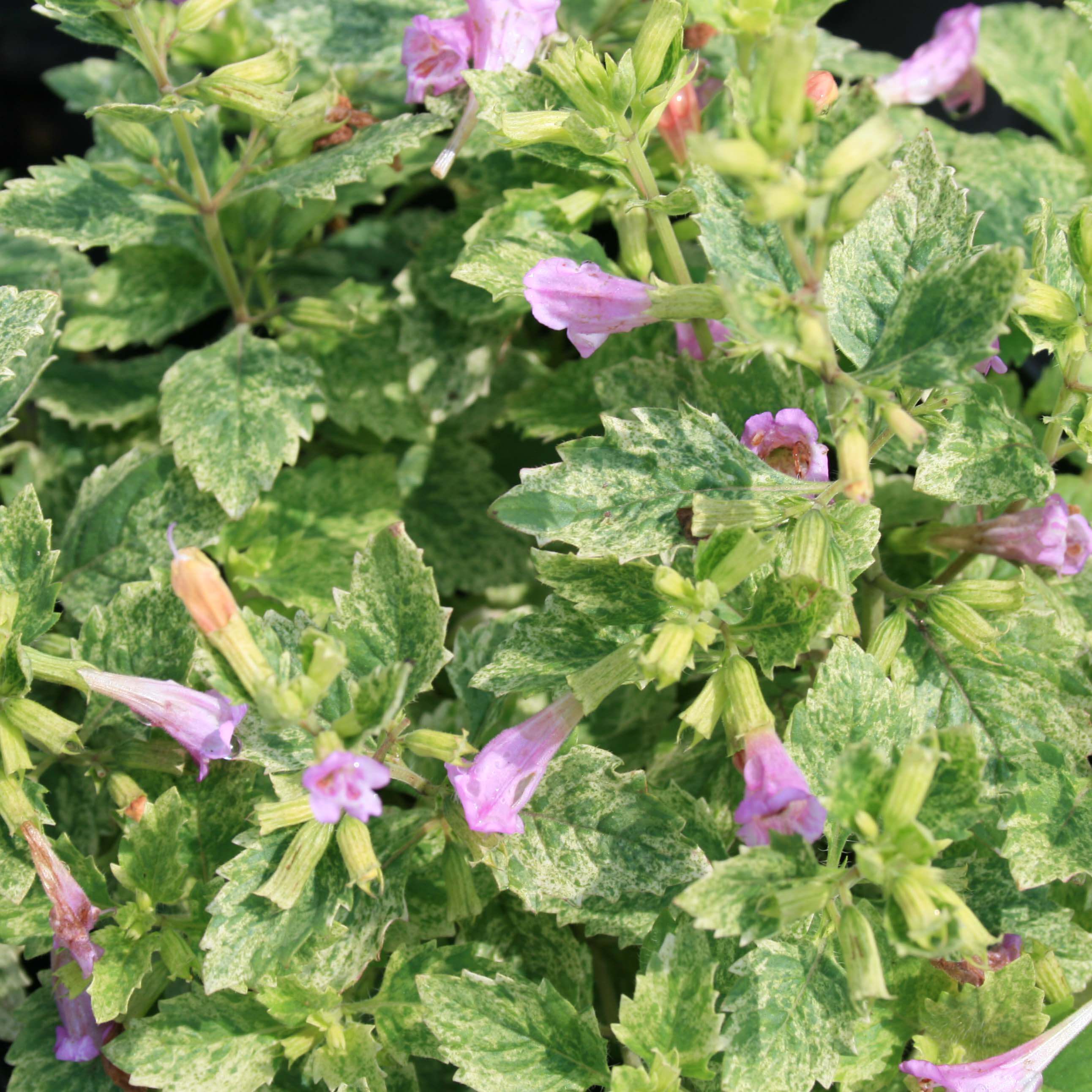 Calamintha grandiflora Variegata for sale | Rare Roots