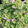 Calamintha grandiflora Variegata for sale | Rare Roots