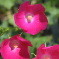 Callirhoe bushii Bush's Poppy Mallow for sale | Rare Roots