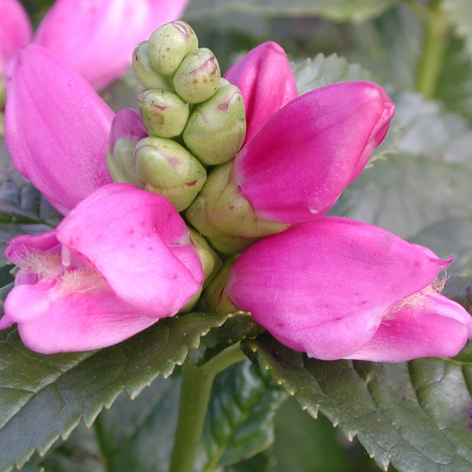 Chelone Hot Lips Turtlehead for sale | Rare Roots