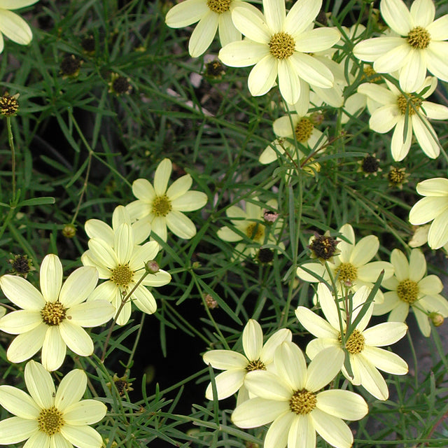 Coreopsis verticillata 'Moonbeam' | Rare Roots
