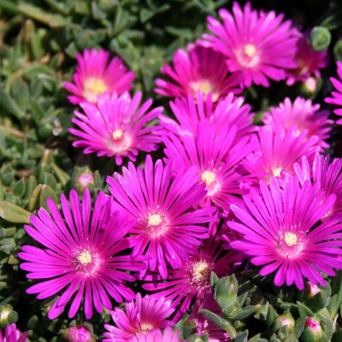 Delosperma Tiffindell Magenta Ice Plant for sale | Rare Roots