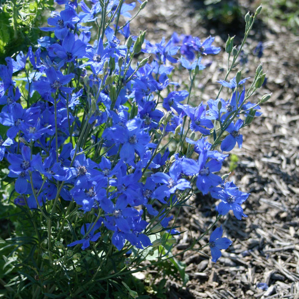 Delphinium 'Blue Mirror' | Rare Roots