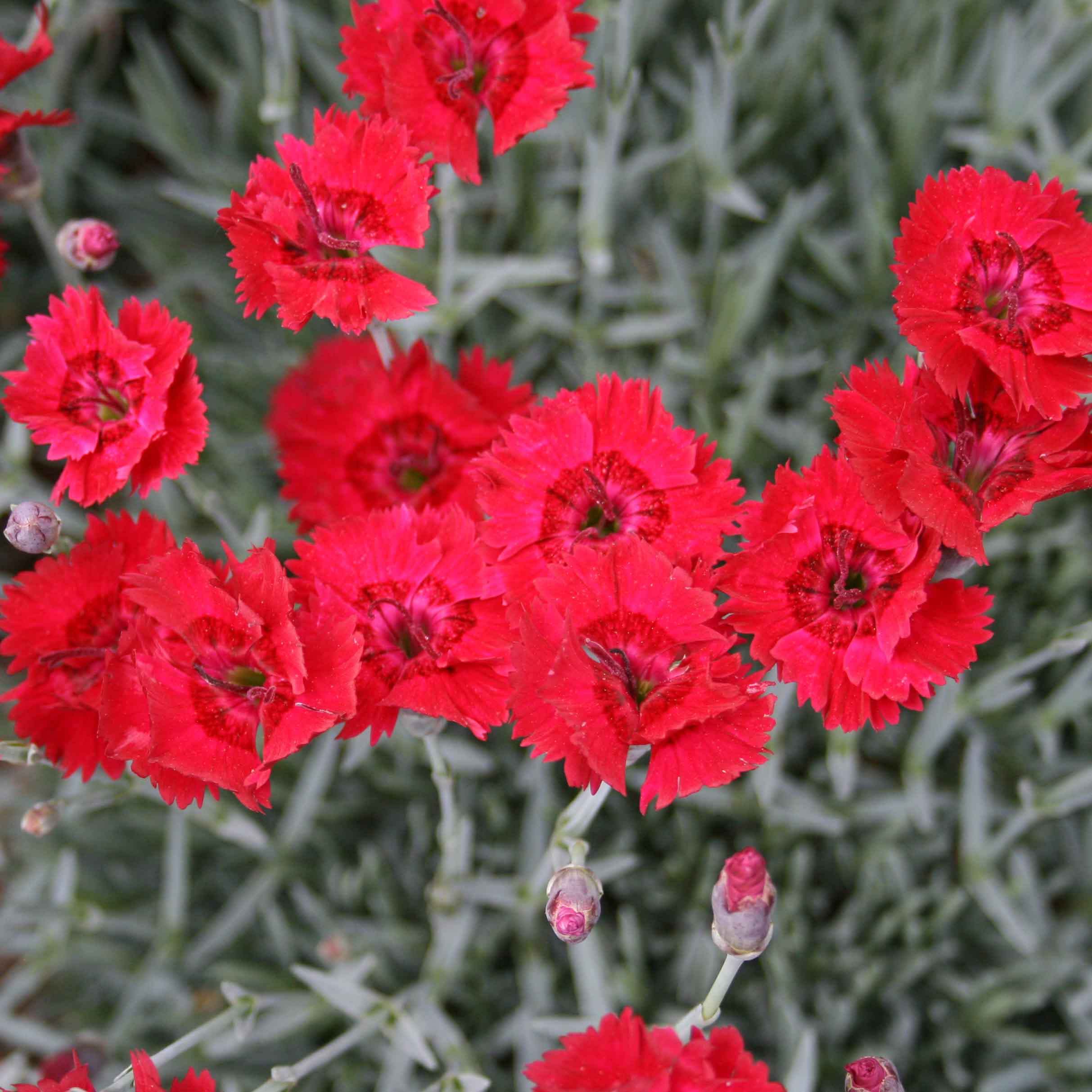 Dianthus Fire Star Pinks for Sale | Rare Roots