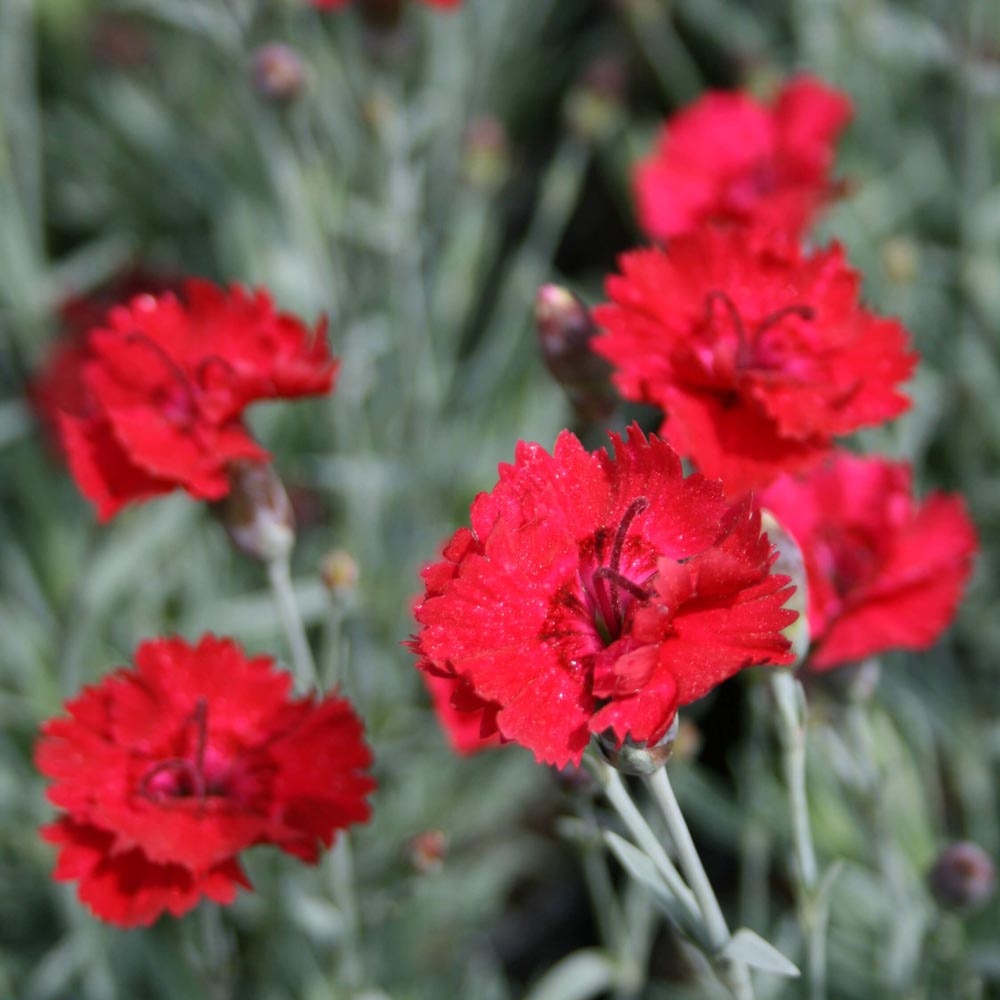 Red Dianthus
