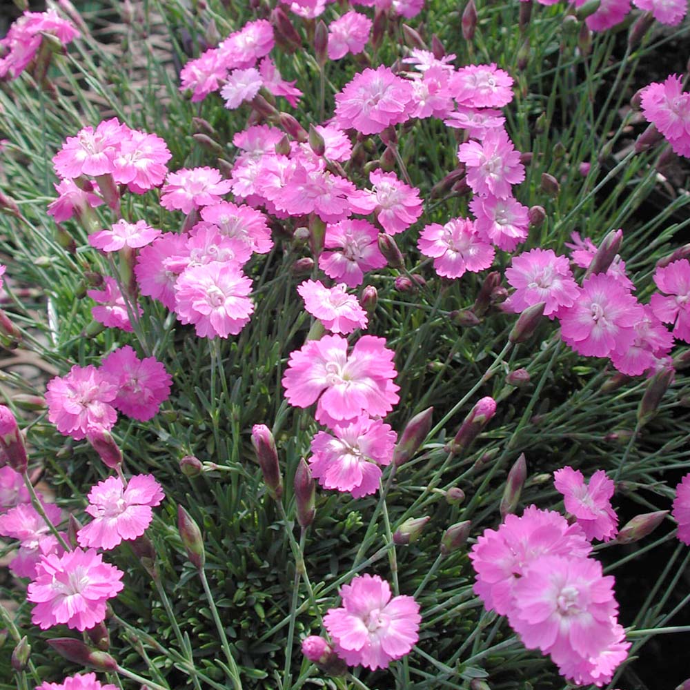 Dianthus Gratianopolitanus