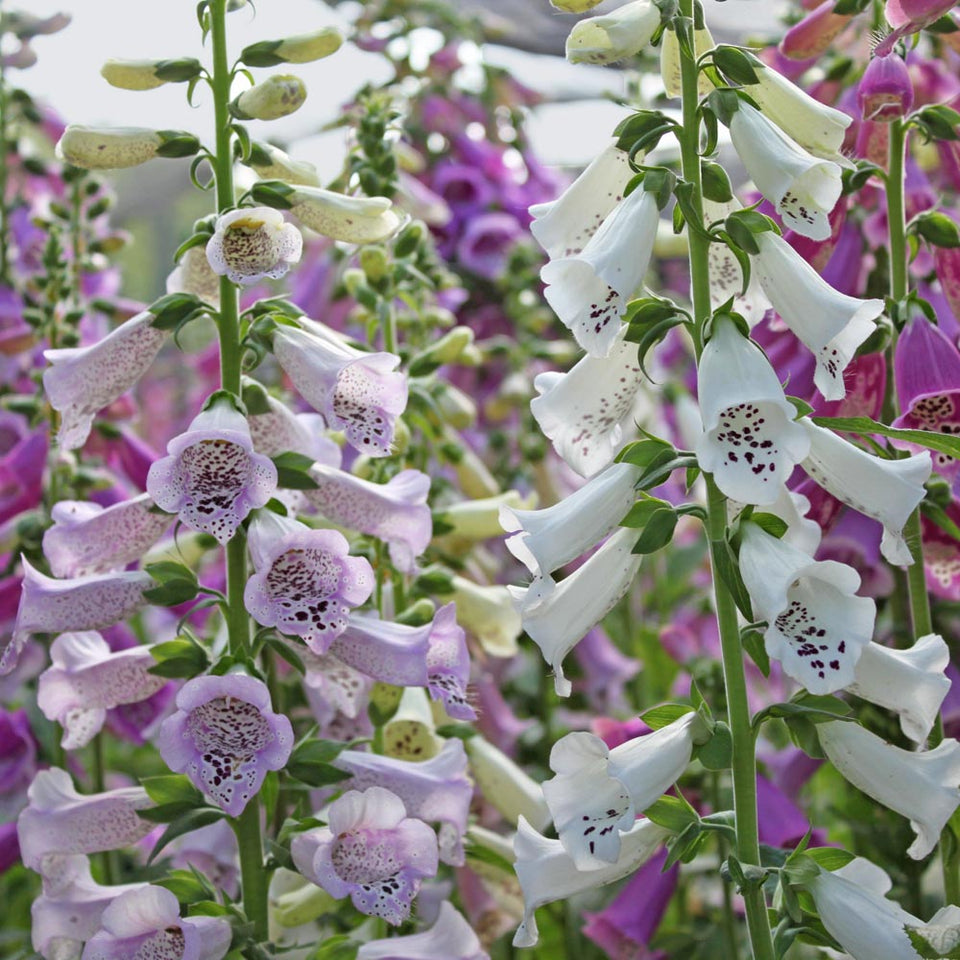 Digitalis purpurea Camelot Mix Foxglove for sale | Rare Roots