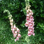 Digitalis mertonensis Strawberry Foxglove for Sale | Rare Roots