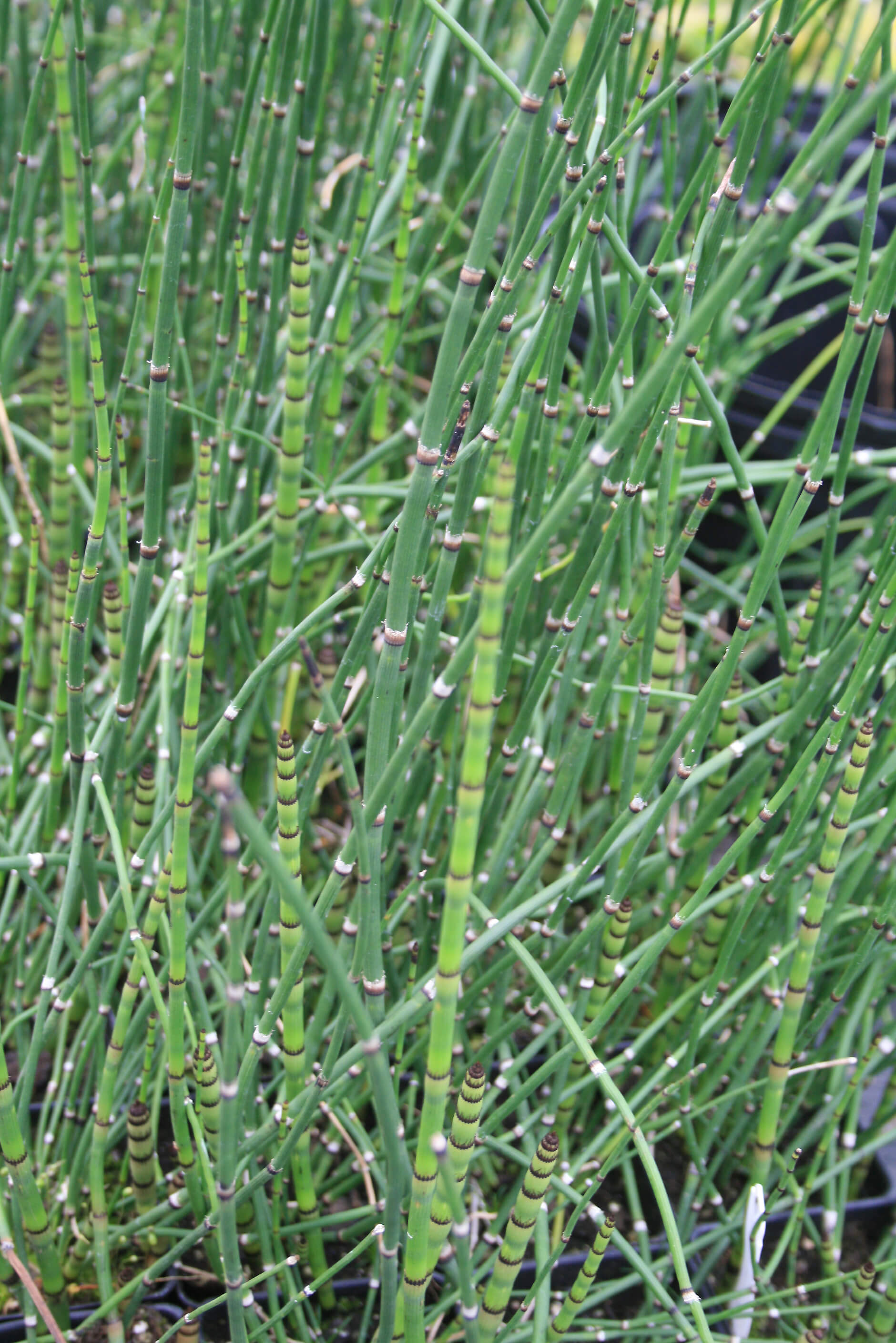 Equisetum hyemale Horsetail Rush for Sale | Rare Roots