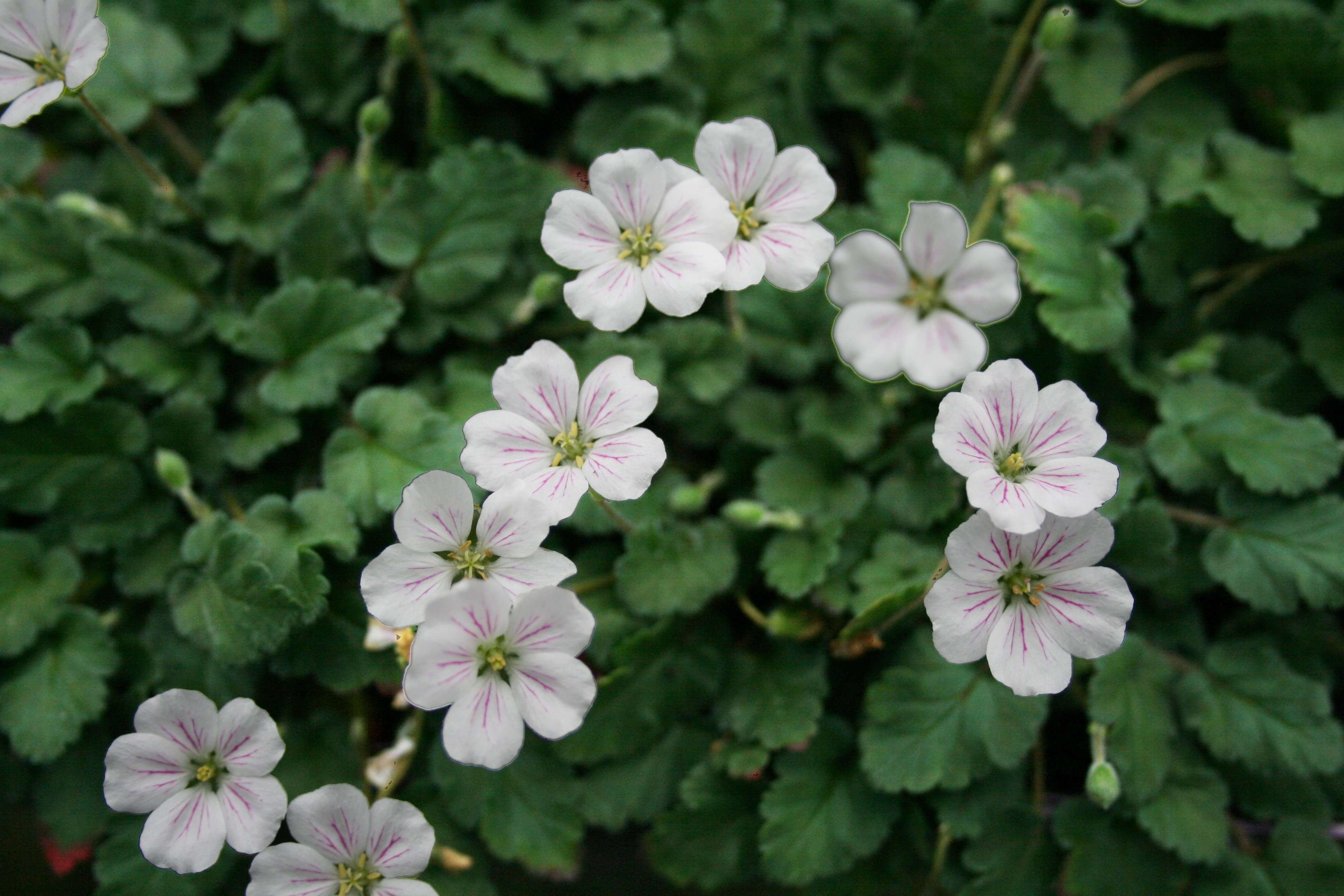 Erodium reichardii Alba Alpine Geranium for sale | Rare Roots