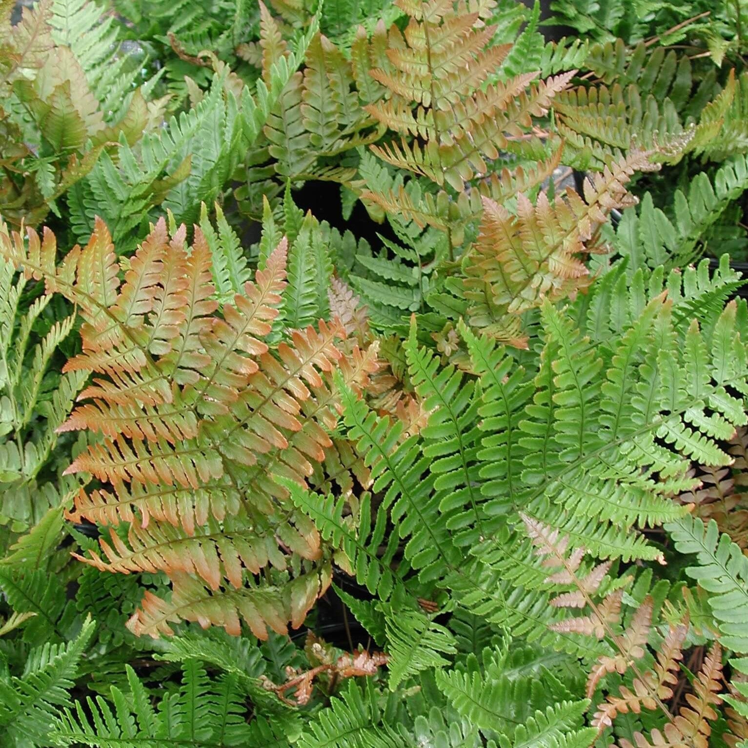 Brilliance Autumn Fern Plant Care