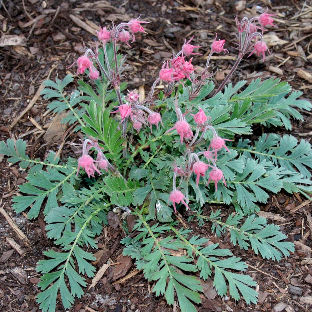 Geum trifolium Rose of the Rockery | Rare Roots