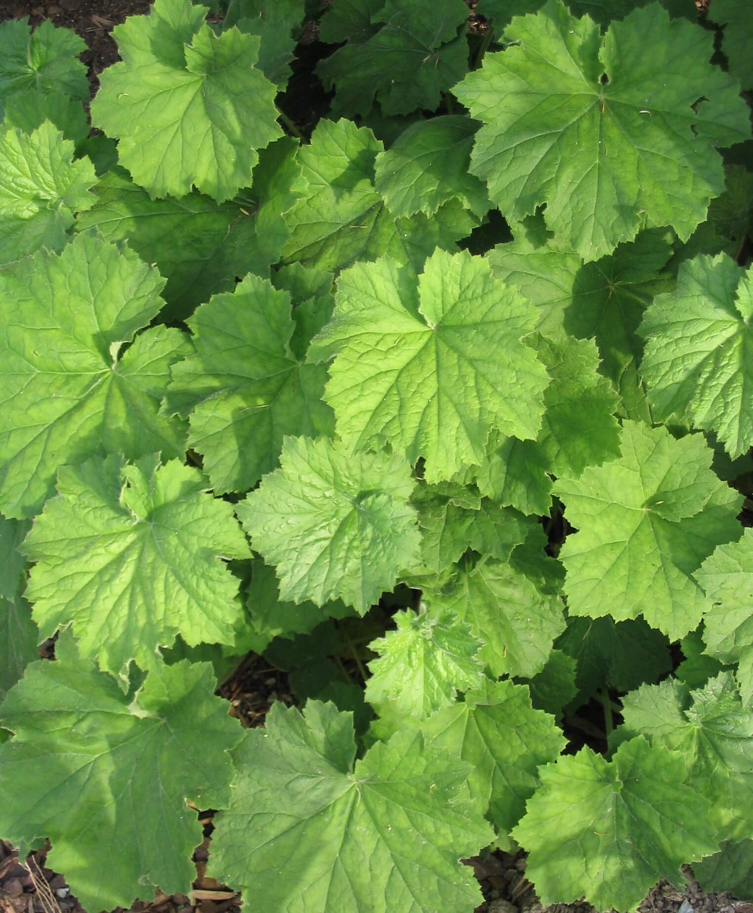 Heuchera villosa Autumn Bride Coral Bells for sale | Rare Roots