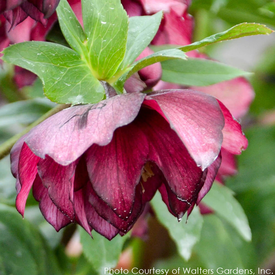 Helleborus True Love Lenten Rose for Sale | Rare Roots