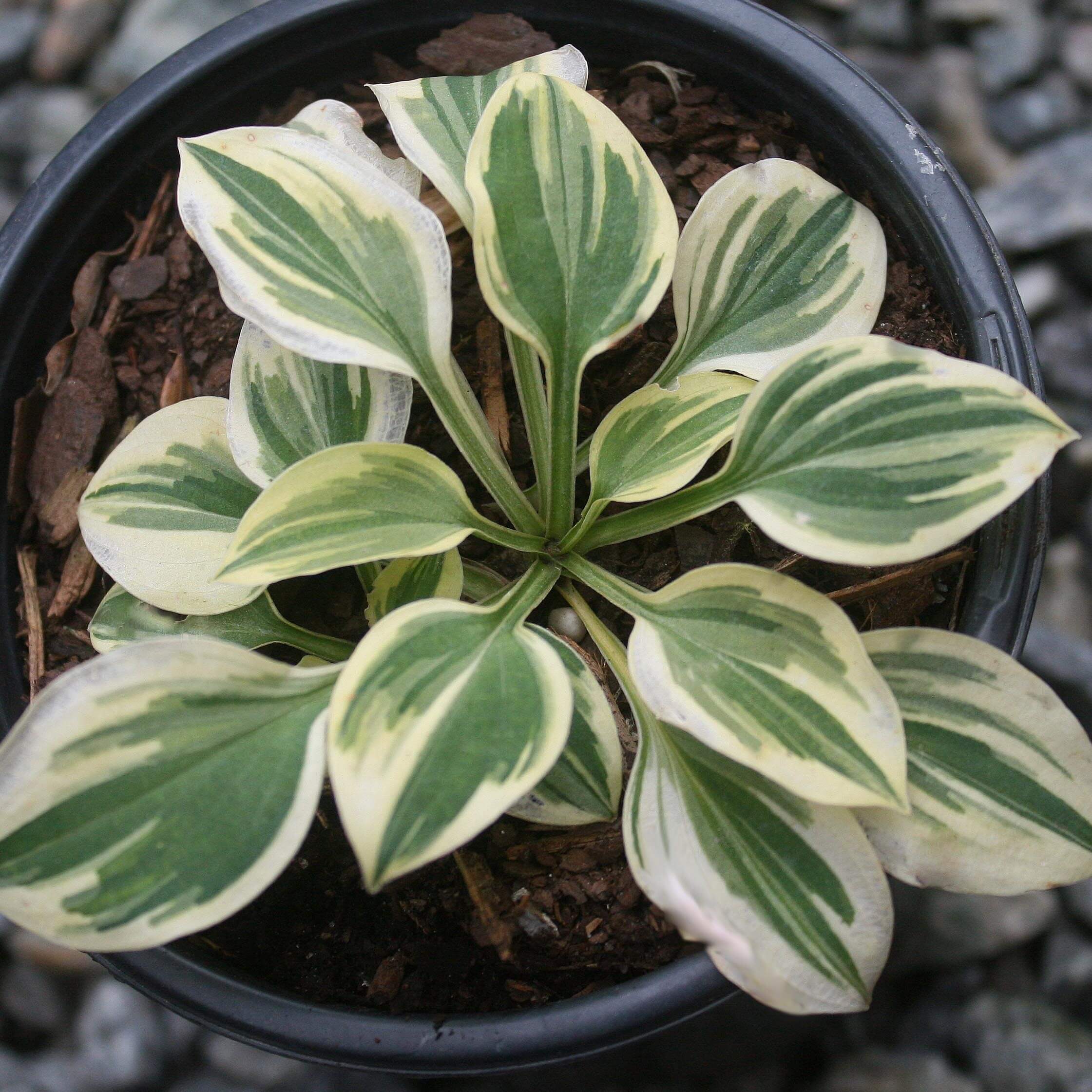 Hosta Cameo Miniature Plantain Lily for sale | Rare Roots