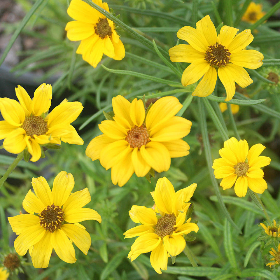 Helianthus salicifolius Autumn Gold Sunflower for Sale | Rare Roots