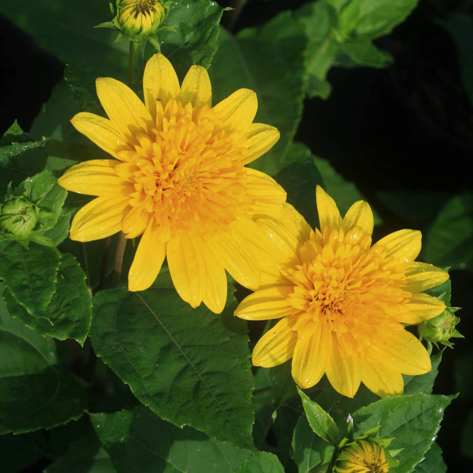 Helianthus Happy Days Sunflower for sale | Rare Roots