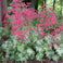 Heuchera Snow Angel Coral Bells for Sale | Rare Roots