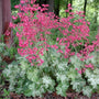 Heuchera Snow Angel Coral Bells for Sale | Rare Roots