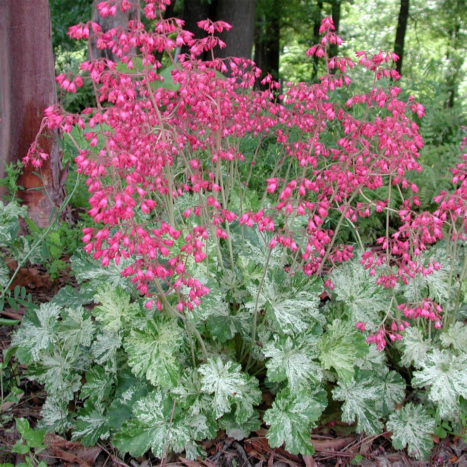Heuchera Snow Angel Coral Bells for Sale | Rare Roots